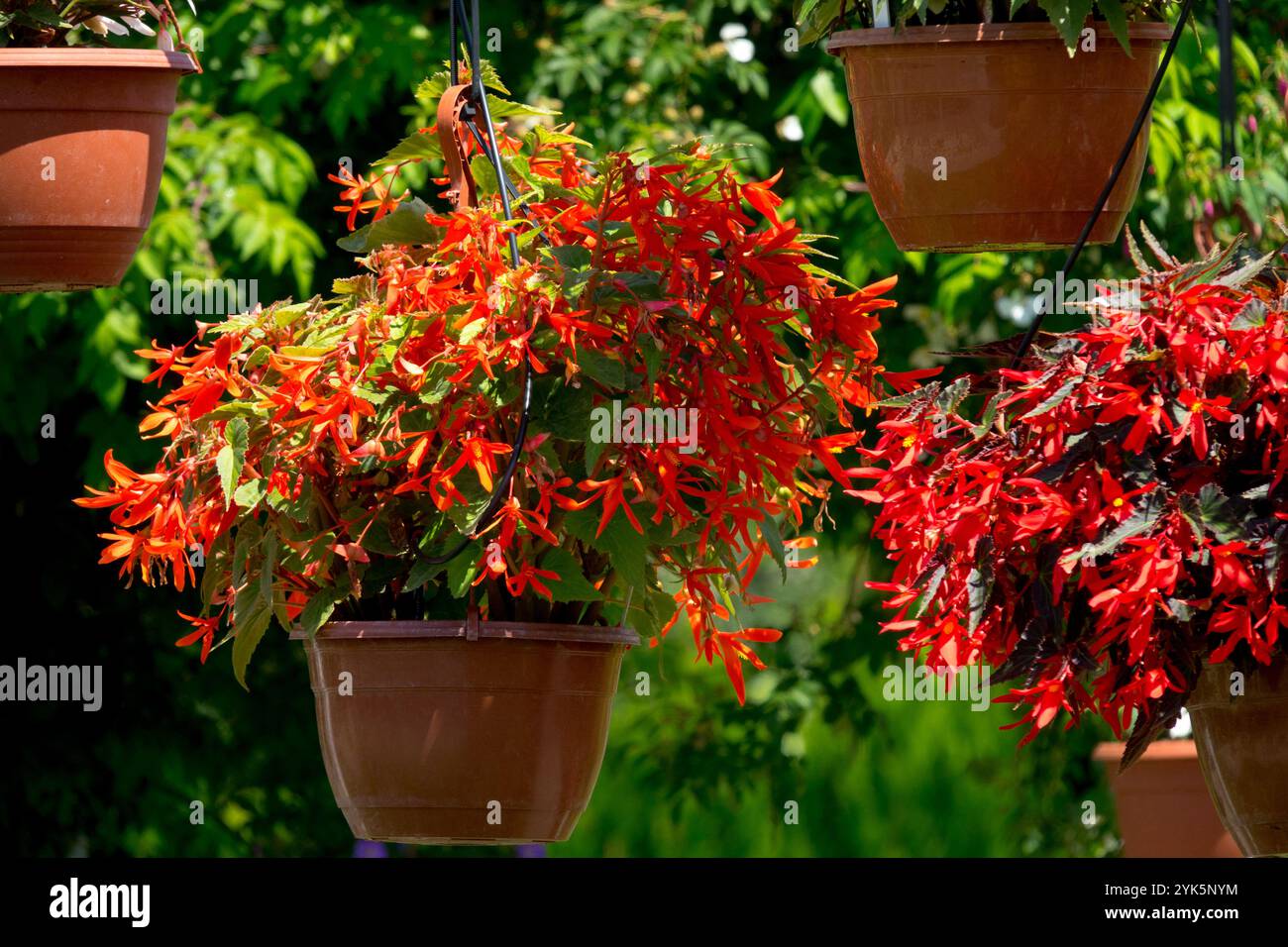 Hanging baskets Bolivian Begonia boliviensis "Bonfire" Red flowers ...