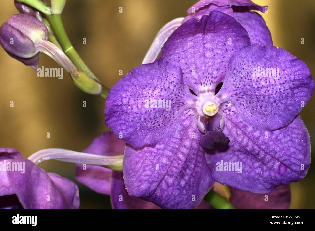 Tropical Orchid, Orchidaceae, Amazonia, Ecuador, America, South America ...