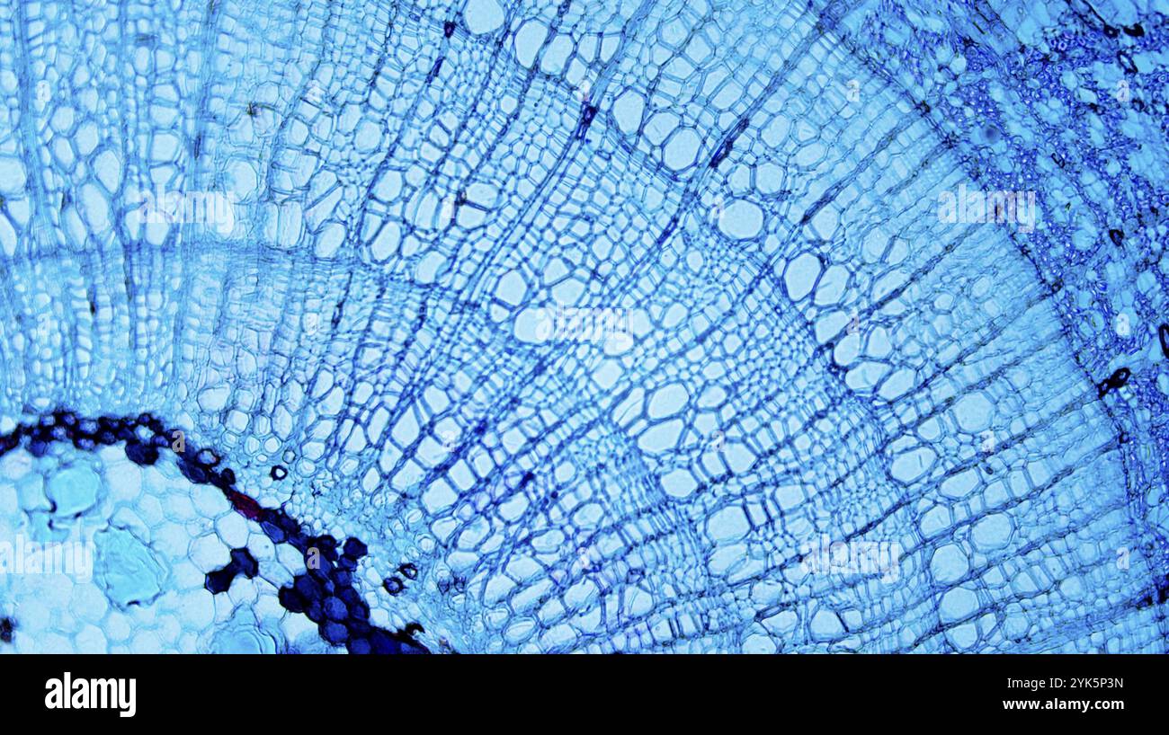 Tilia Stem under Optical Microscope Stock Photo - Alamy