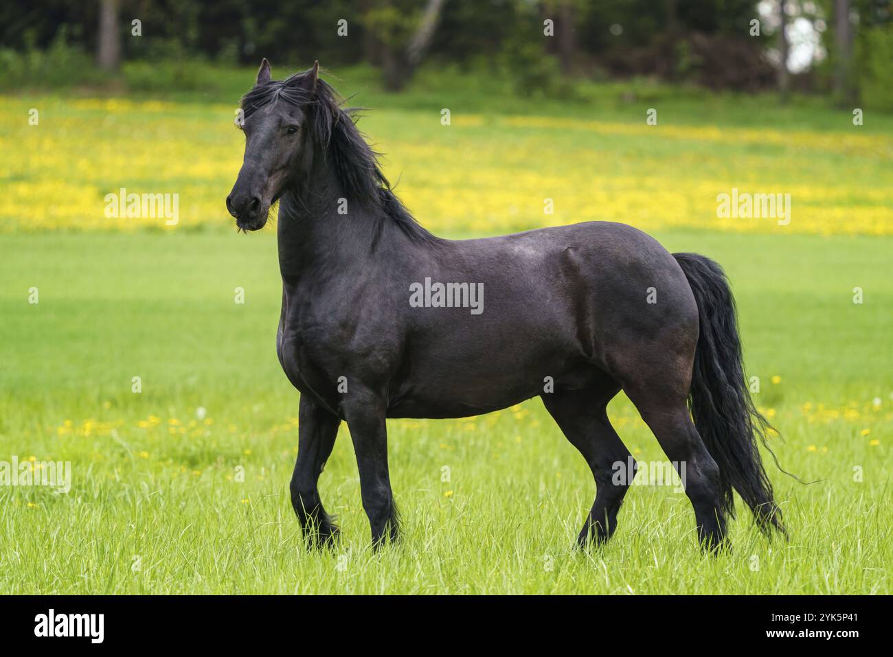 Friesian horse standing on hi-res stock photography and images - Alamy