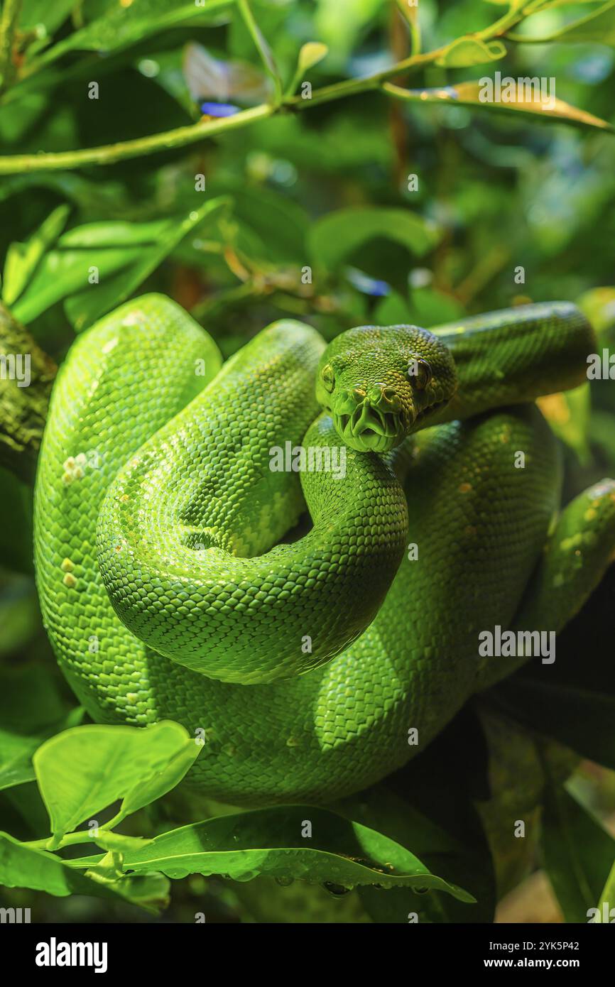 Morelia viridis in the wild hi-res stock photography and images - Alamy