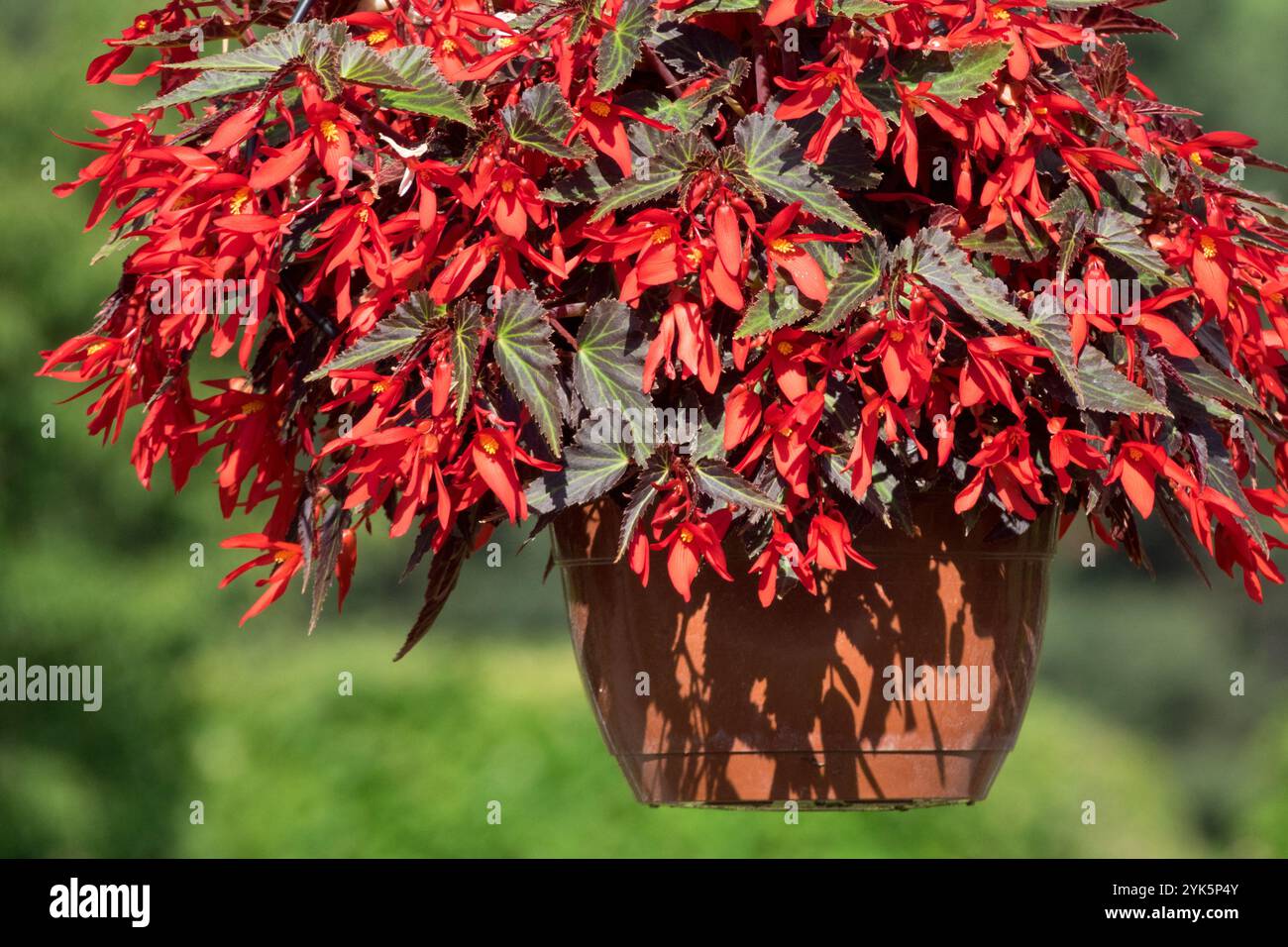 Red begonia in a planter hi-res stock photography and images - Alamy