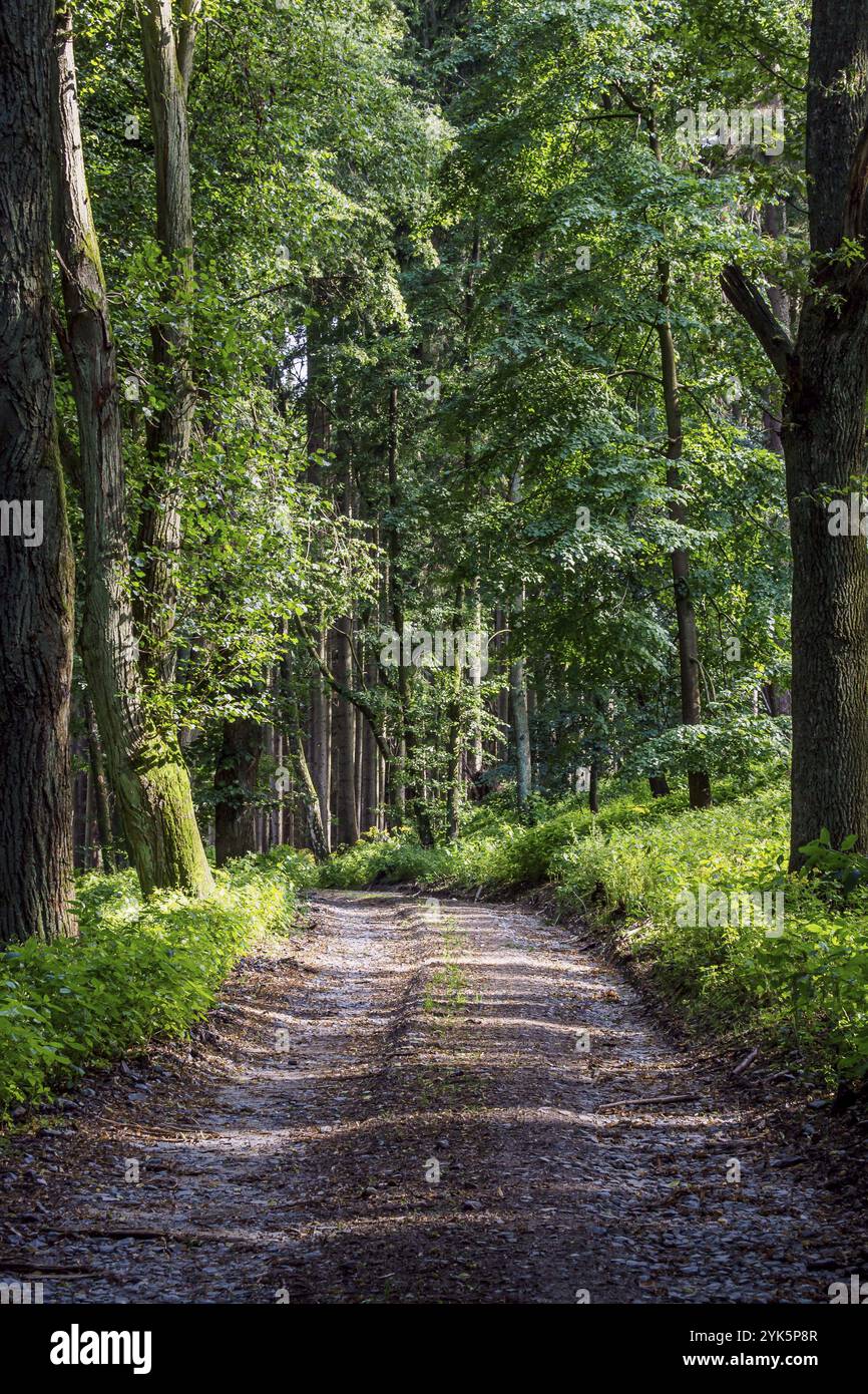 Walking path in forest. Forest road Stock Photo - Alamy