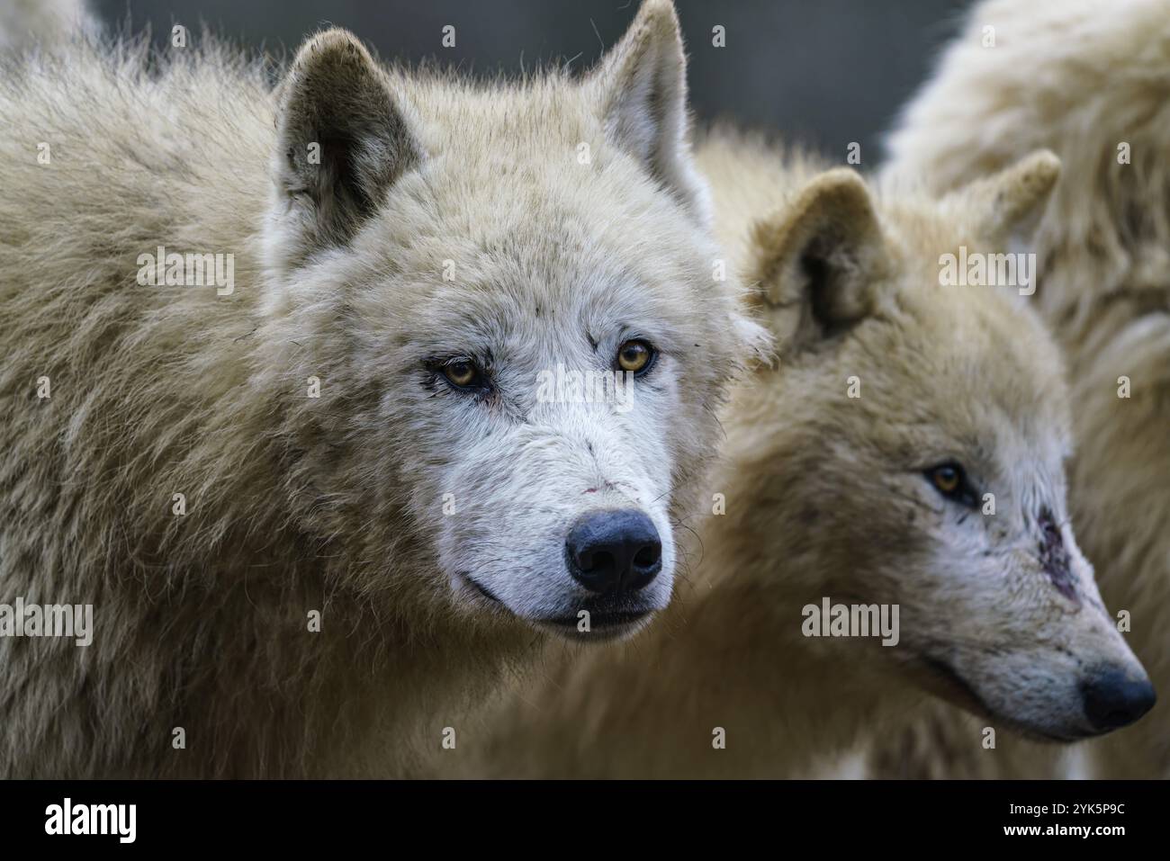 Arctic wolf (Canis lupus arctos), also known as the white wolf or polar ...