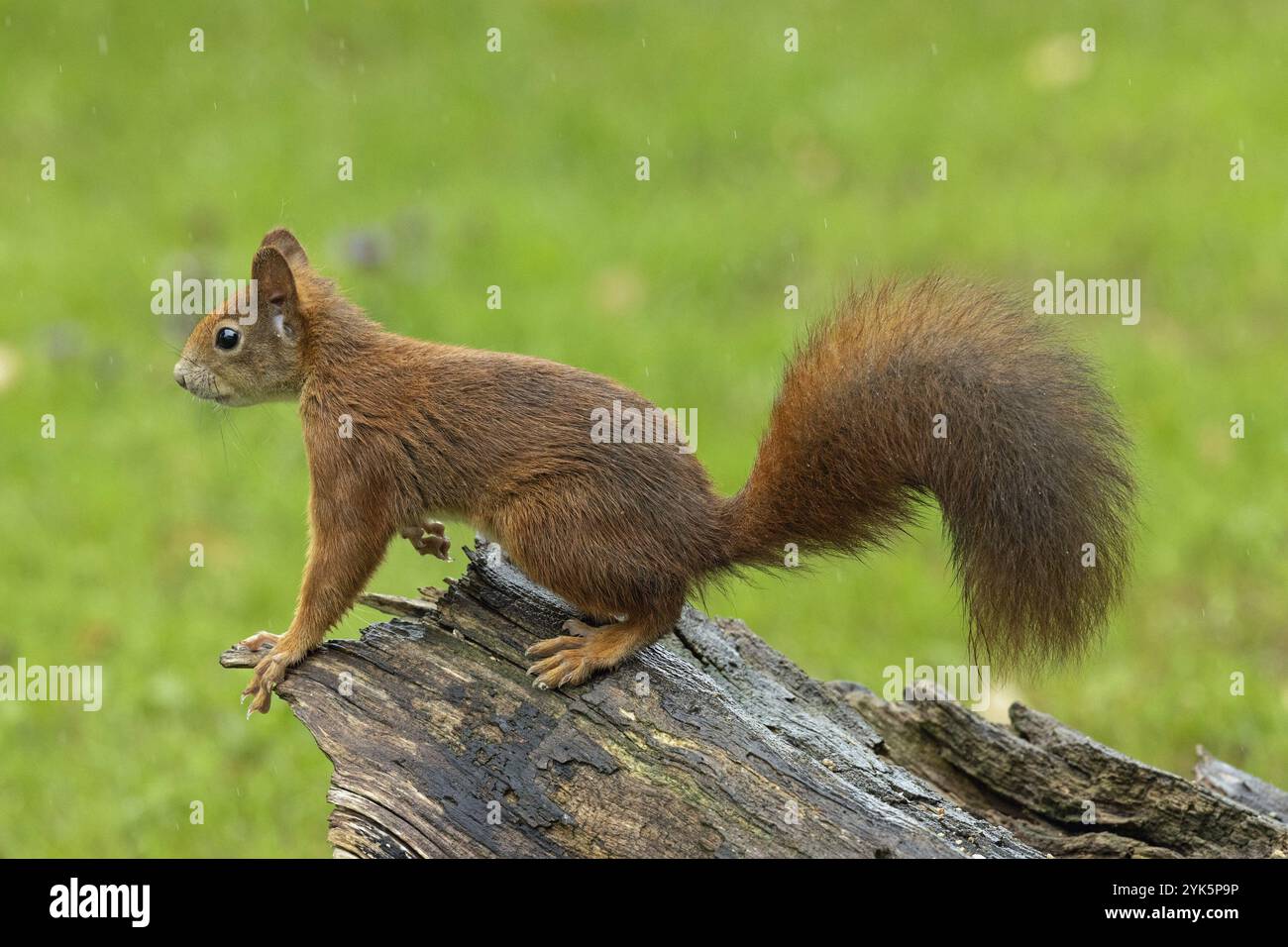 Squirrels perched hi-res stock photography and images - Alamy