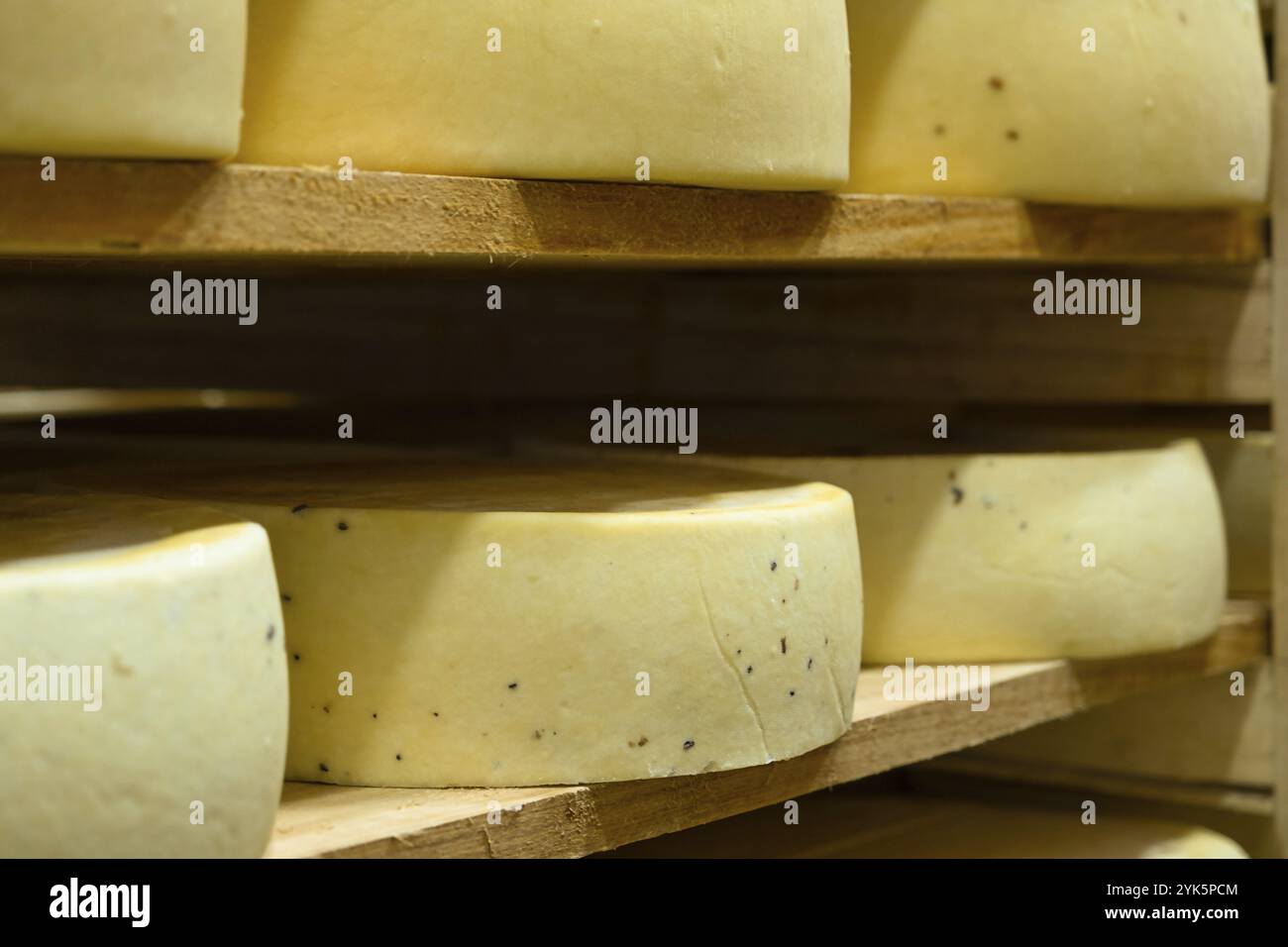 Round cheese heads in the cheese factory lie on the shelves of the ...