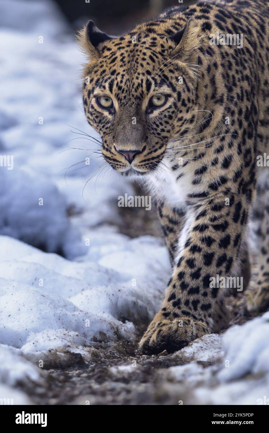 Persian leopard (Panthera pardus saxicolor) in winter Stock Photo - Alamy