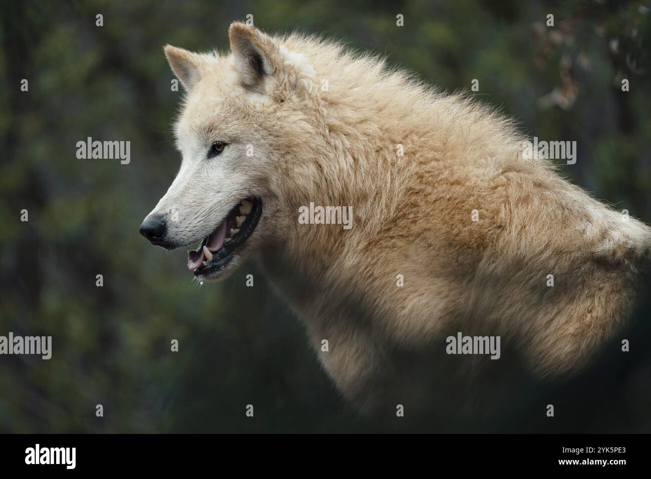 Arctic wolf (Canis lupus arctos), also known as the white wolf or polar wolf Stock Photo - Alamy