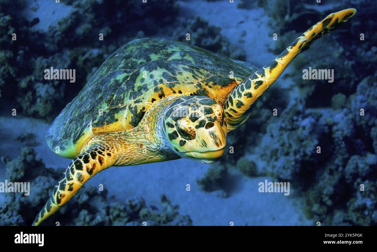 Green Turtle, Chelonia mydas, Coral Reef, Red Sea, Egypt, Africa Stock ...