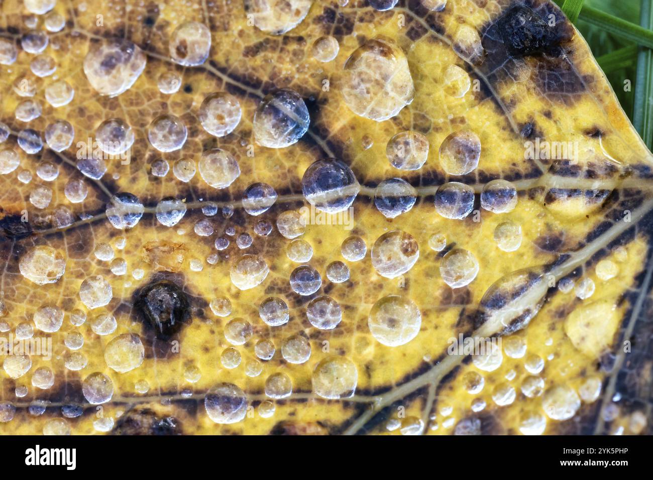 Autumn dew nature leaves hi-res stock photography and images - Alamy