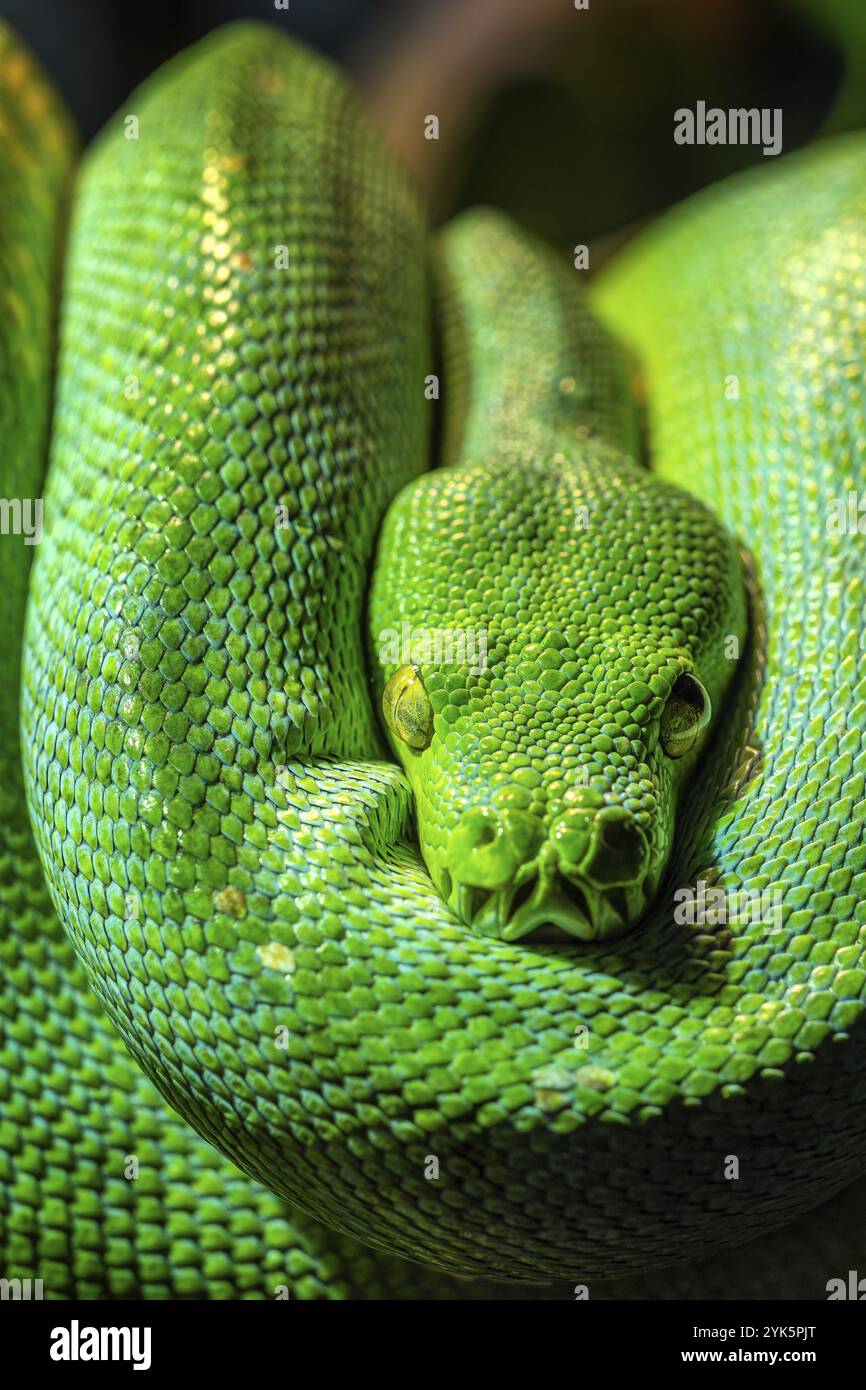 Morelia viridis in the wild hi-res stock photography and images - Alamy