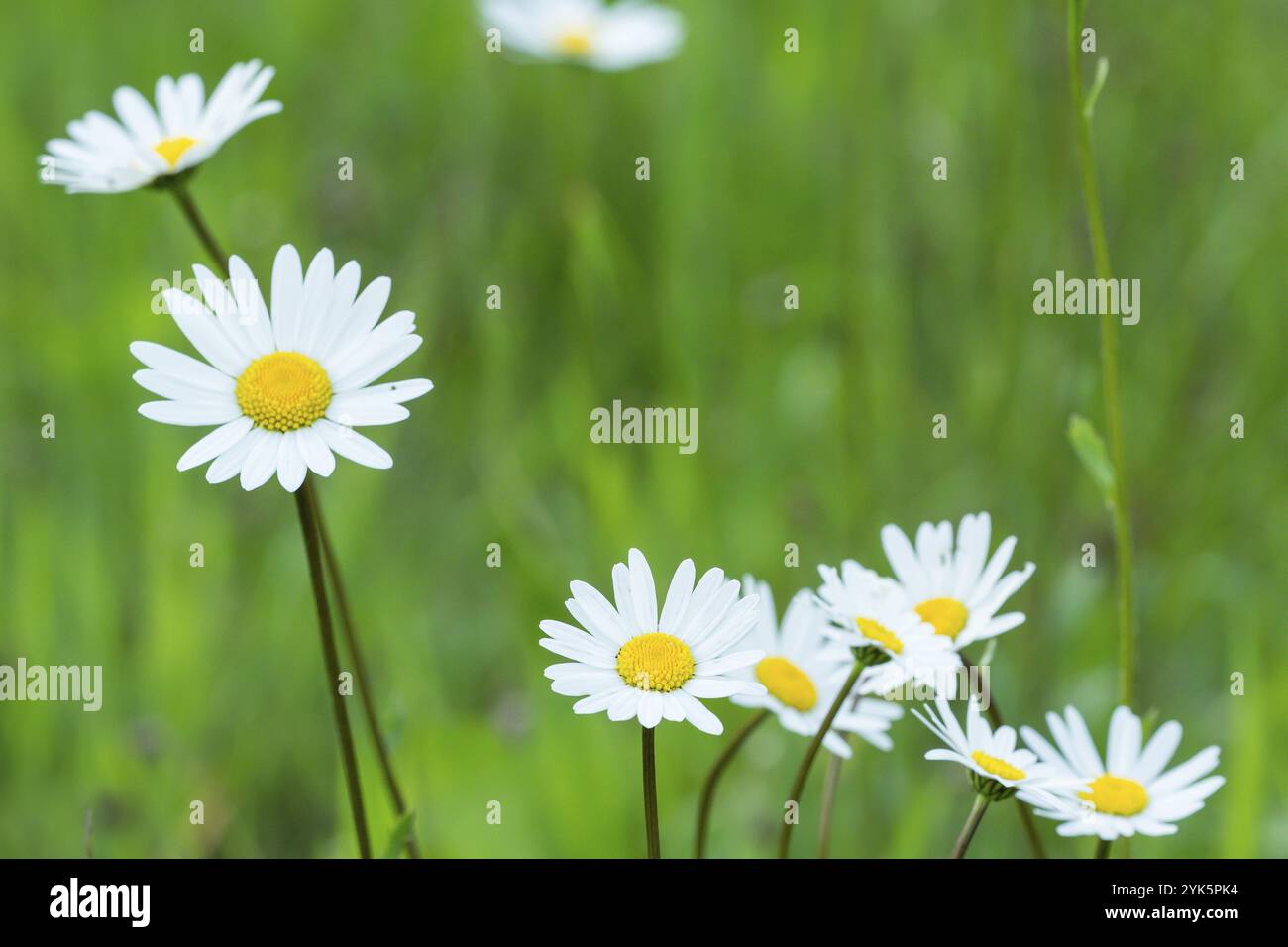 Full daisies hi-res stock photography and images - Alamy