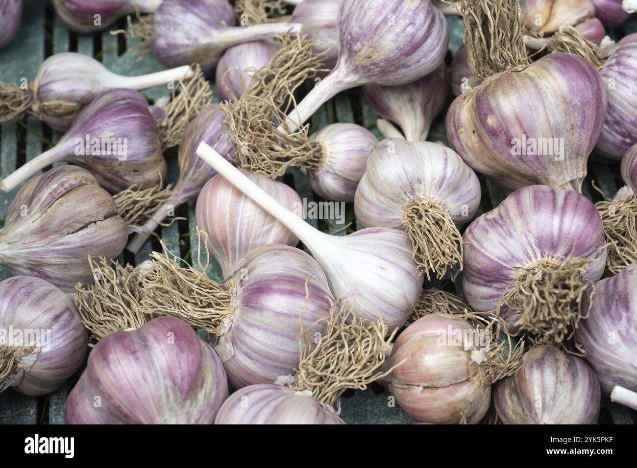 Pile garlic in plastic hi-res stock photography and images - Alamy