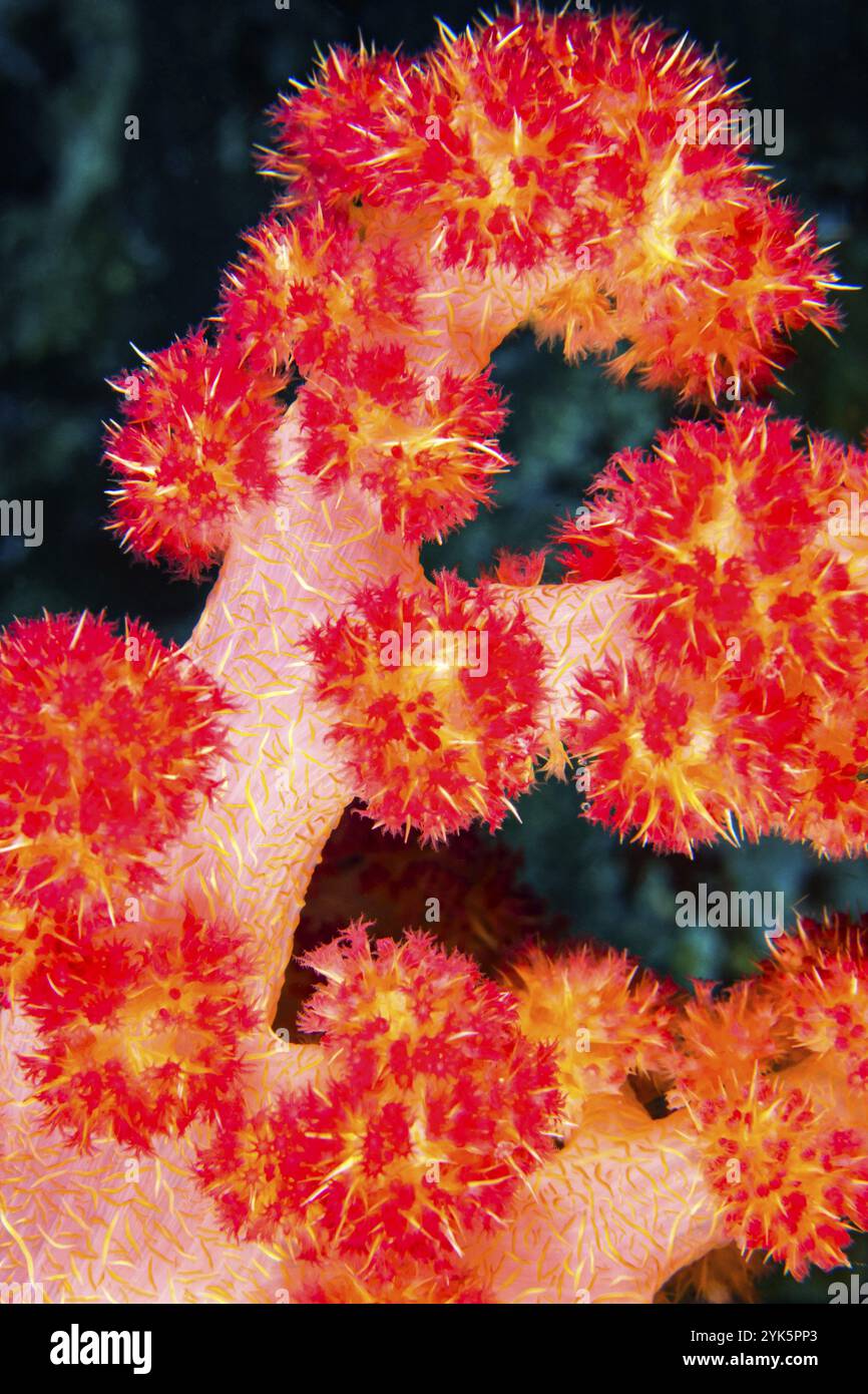 Multi-branched Coral Trees, Soft Coral, Reef Building Corals, Coral ...