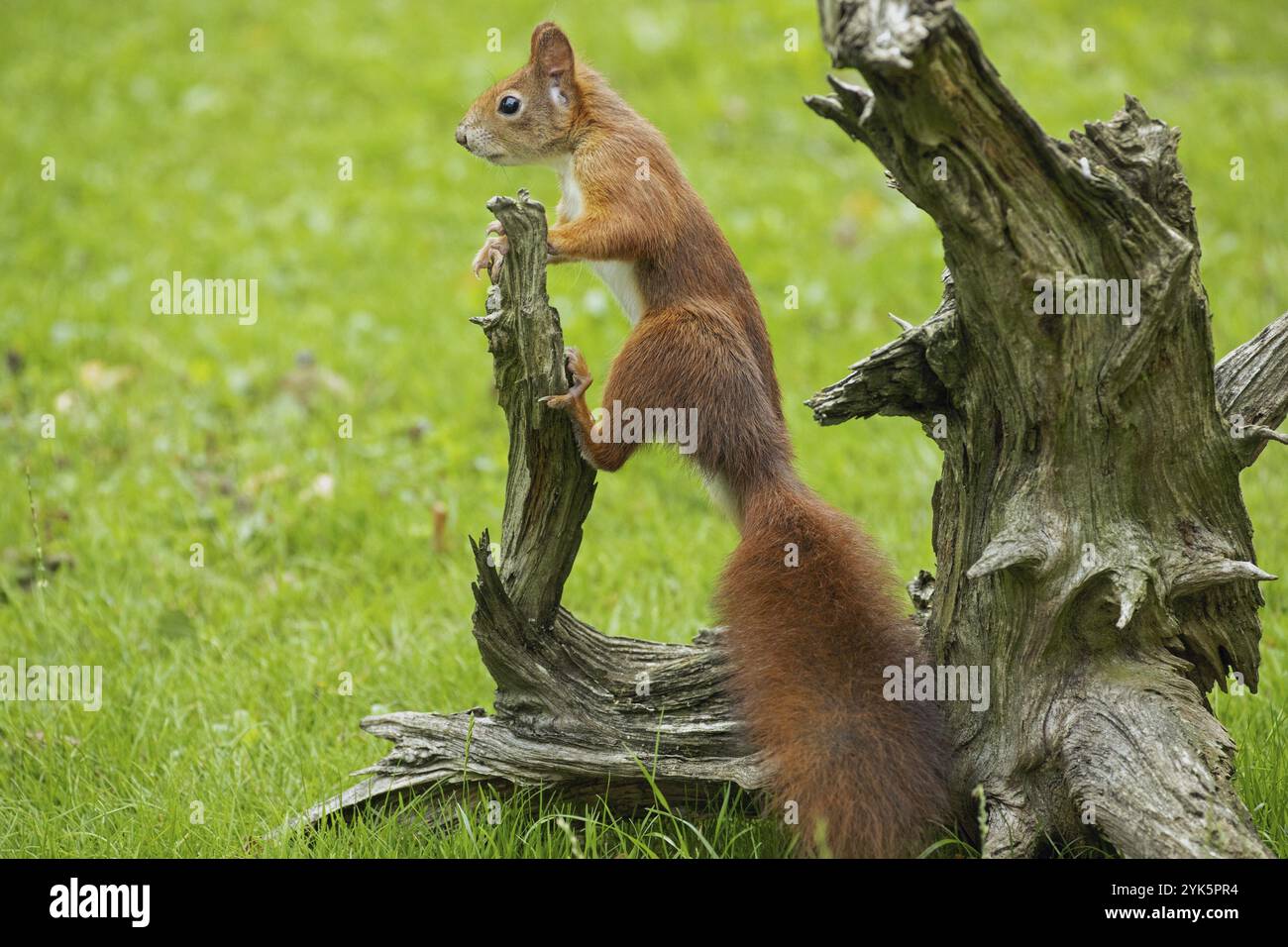 Squirrel leaning against tree root in green grass standing left looking ...