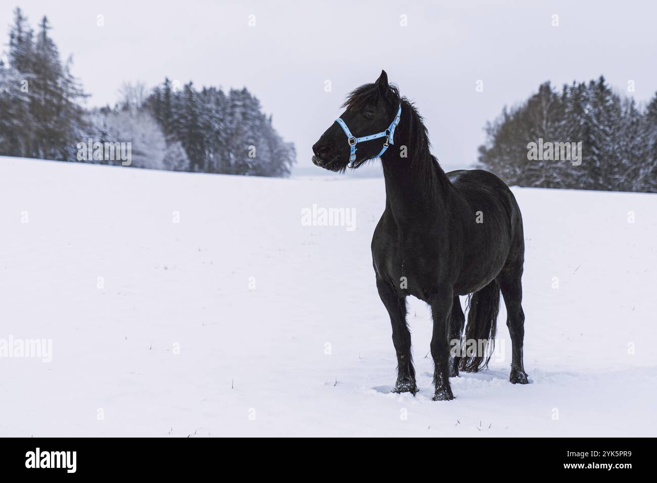 Friesian stallion in winter field. Black Friesian horse in winter Stock ...