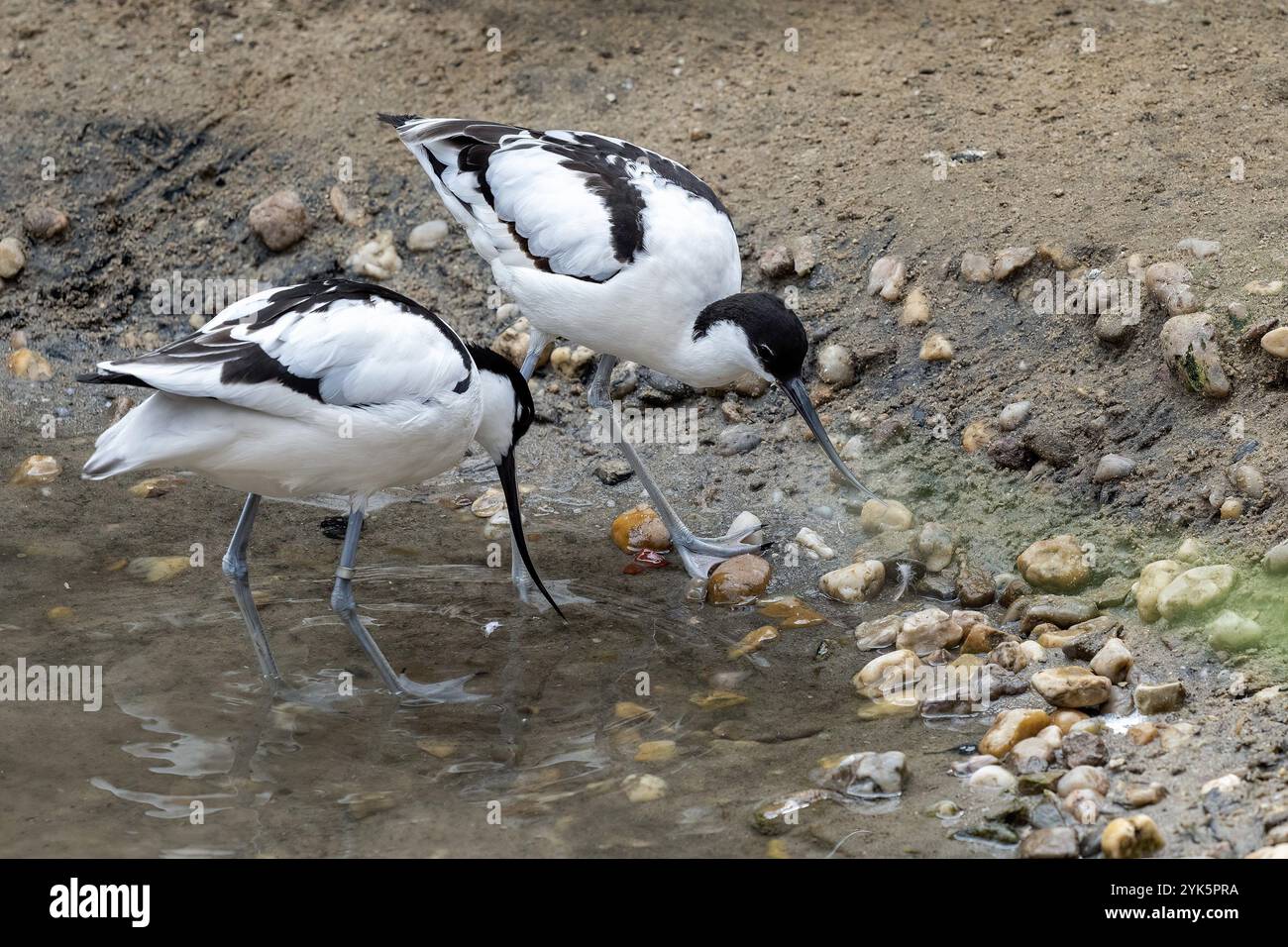 Flock of Pied avocets, black and white wader bird (Recurvirostra ...