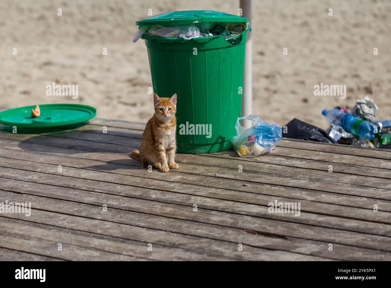 Plastic trash can, garbage on beach and cat. Infection control concept ...