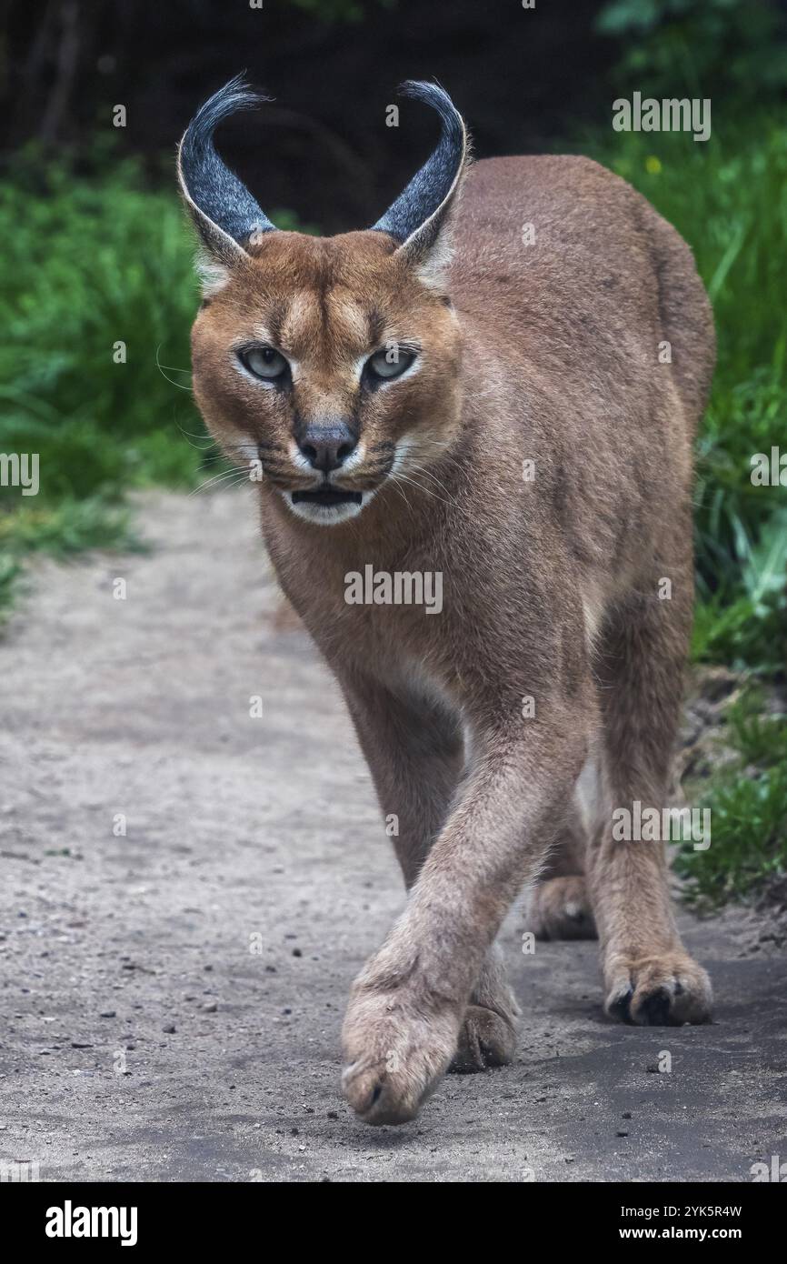 Portrait desert cats Caracal (Caracal caracal) or African lynx with ...
