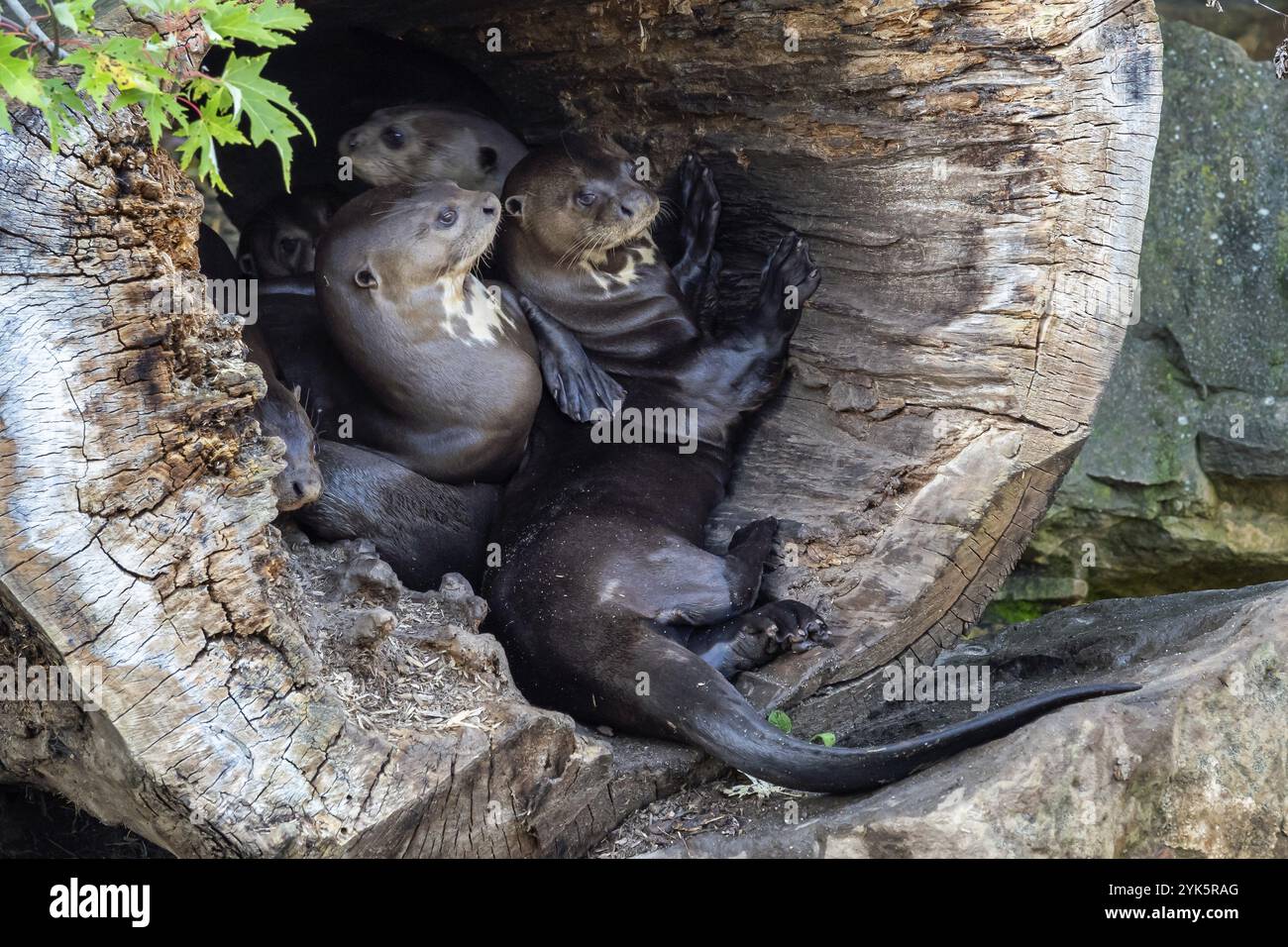 The Giant Otter family, Pteronura brasiliensis in a tree trunk Stock ...