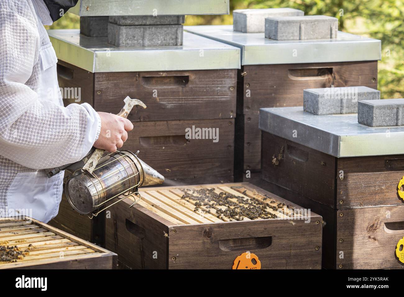 The beekeeper looks after bees. The beekeeper opens the hive, the bees ...