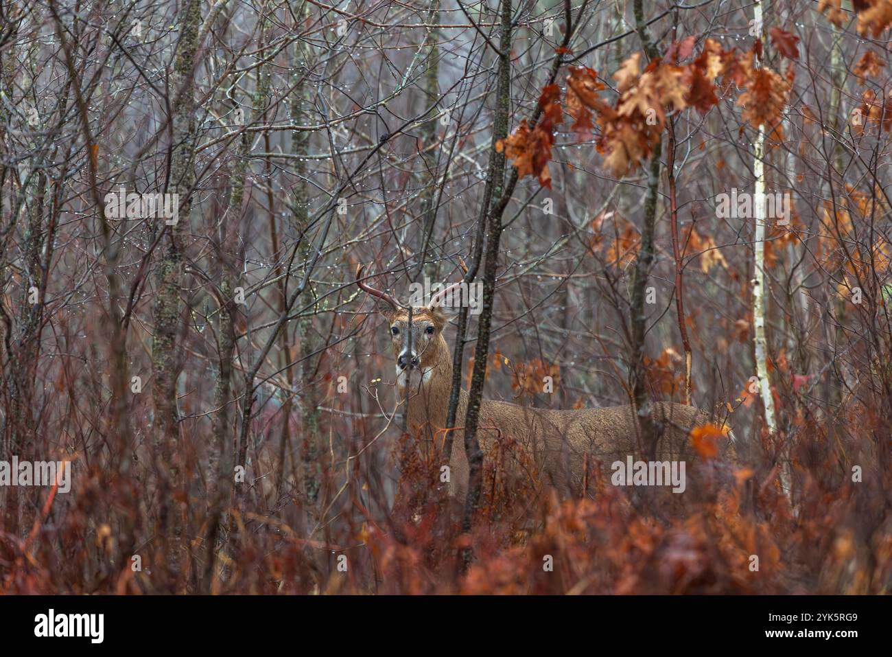 White-tailed buck during the rut in northern Wisconsin Stock Photo - Alamy