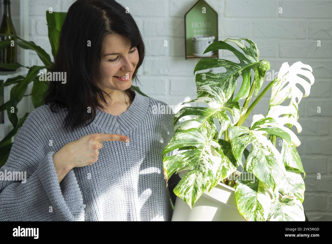 Woman holds home plant rare variegate monstera Alba into pot in home ...