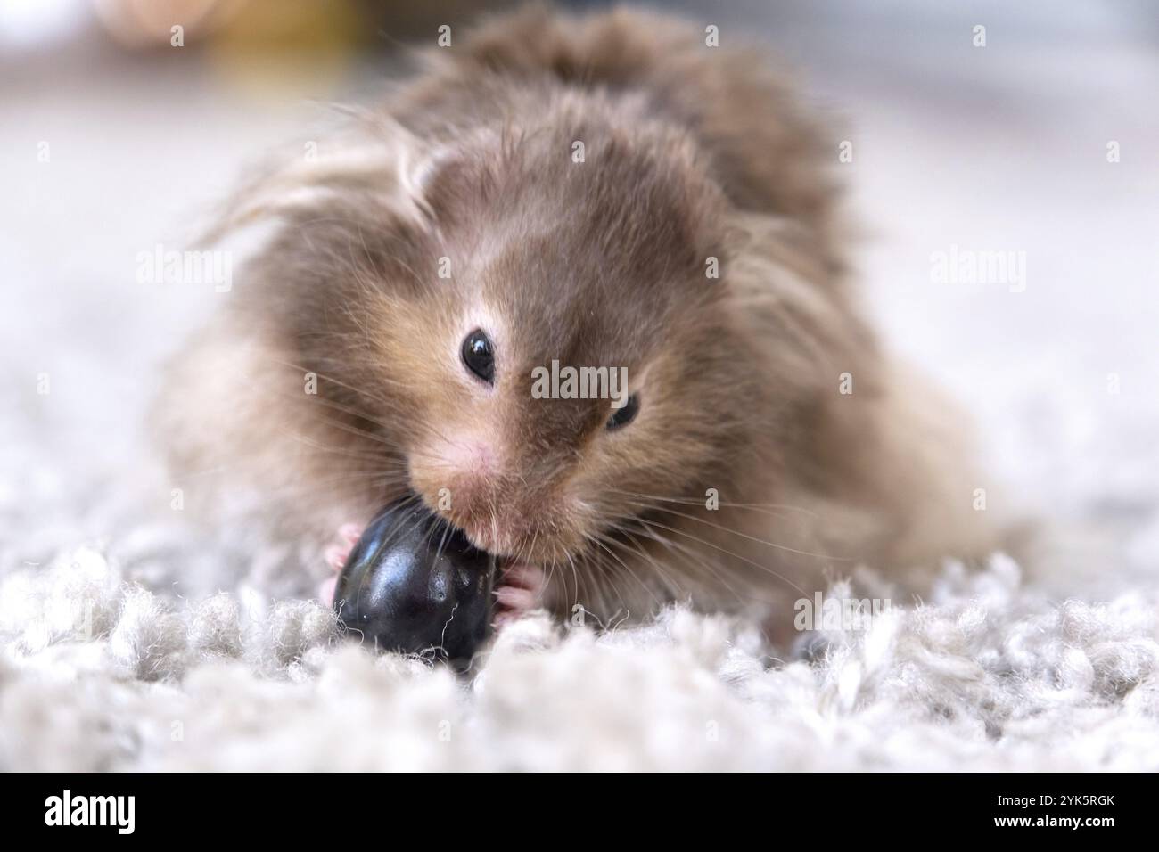 Funny fluffy Syrian hamster eats a a grape berry, stuffs his cheeks ...