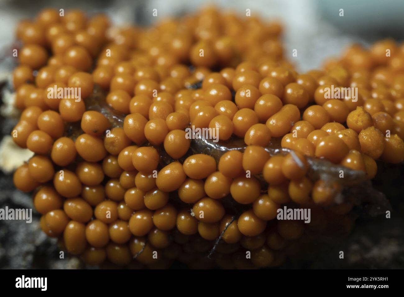 Mould and no one with nature hi-res stock photography and images - Alamy