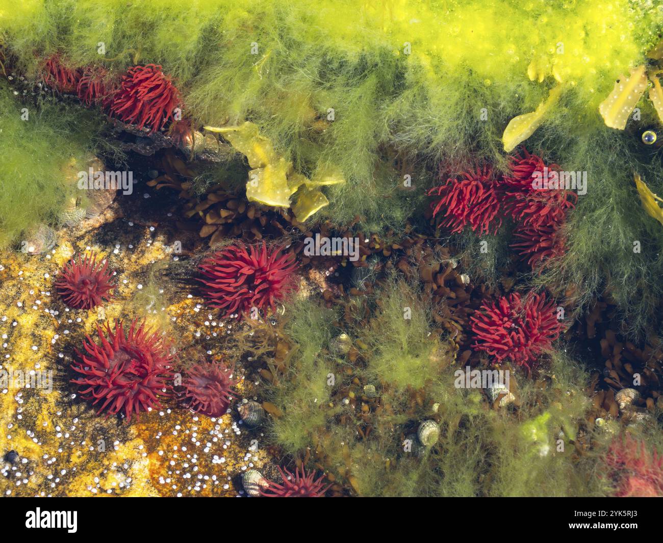 Horse actinia (Actinia equina), in a tidal pond, Norway, Europe Stock ...