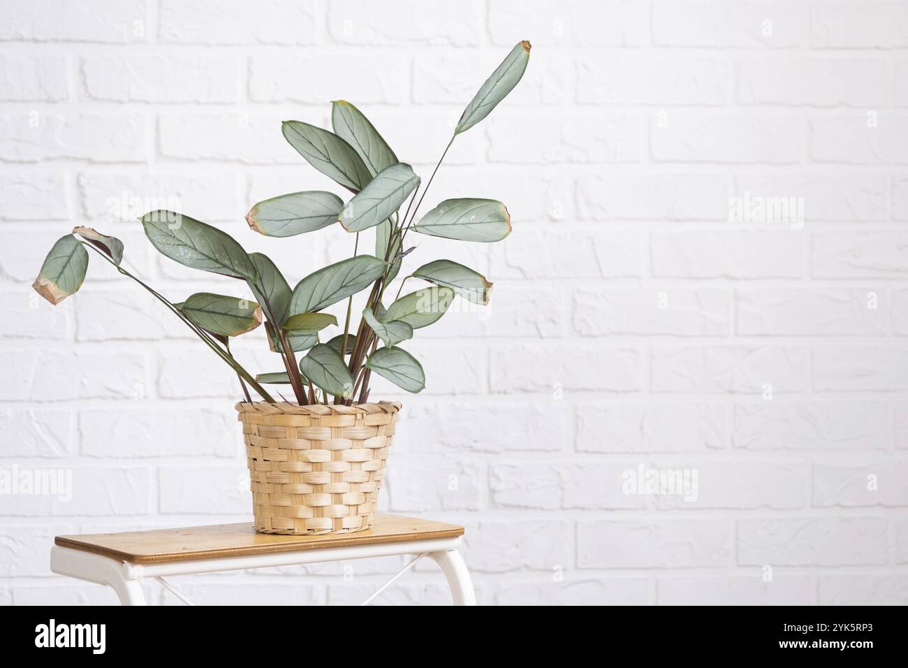 Ctenanthe Burle-Marxii Amagris in interior on whtite brick wall ...