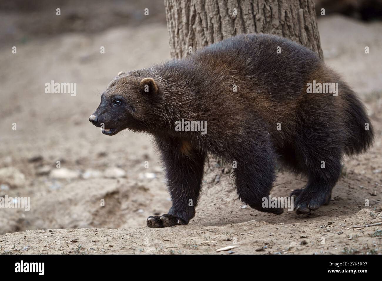 Wolverine animal with prey hi-res stock photography and images - Alamy