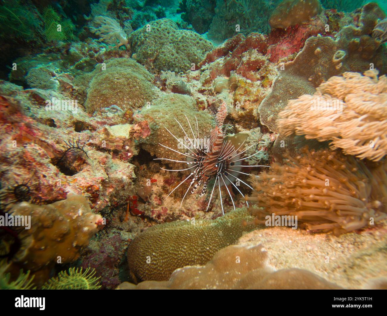 Red Lionfish or Pterois volitans a beautiful colored venomous coral ...