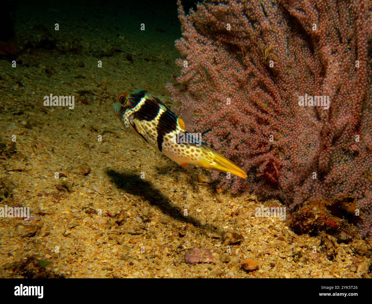 Coral reefs map hi-res stock photography and images - Alamy