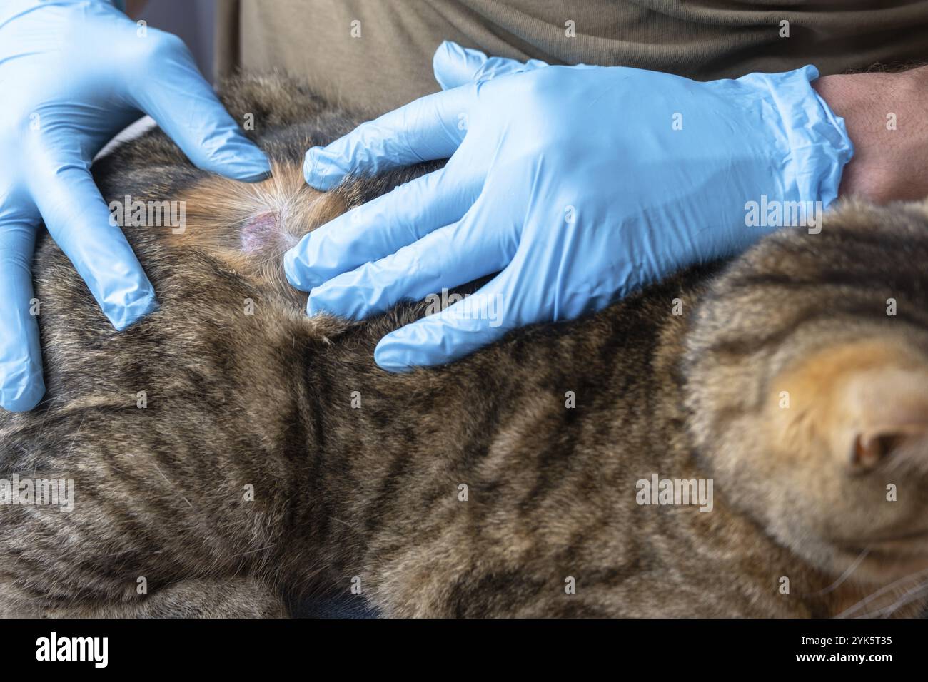 The fungal disease lichen in a cat under the coat is a dry crust of ...