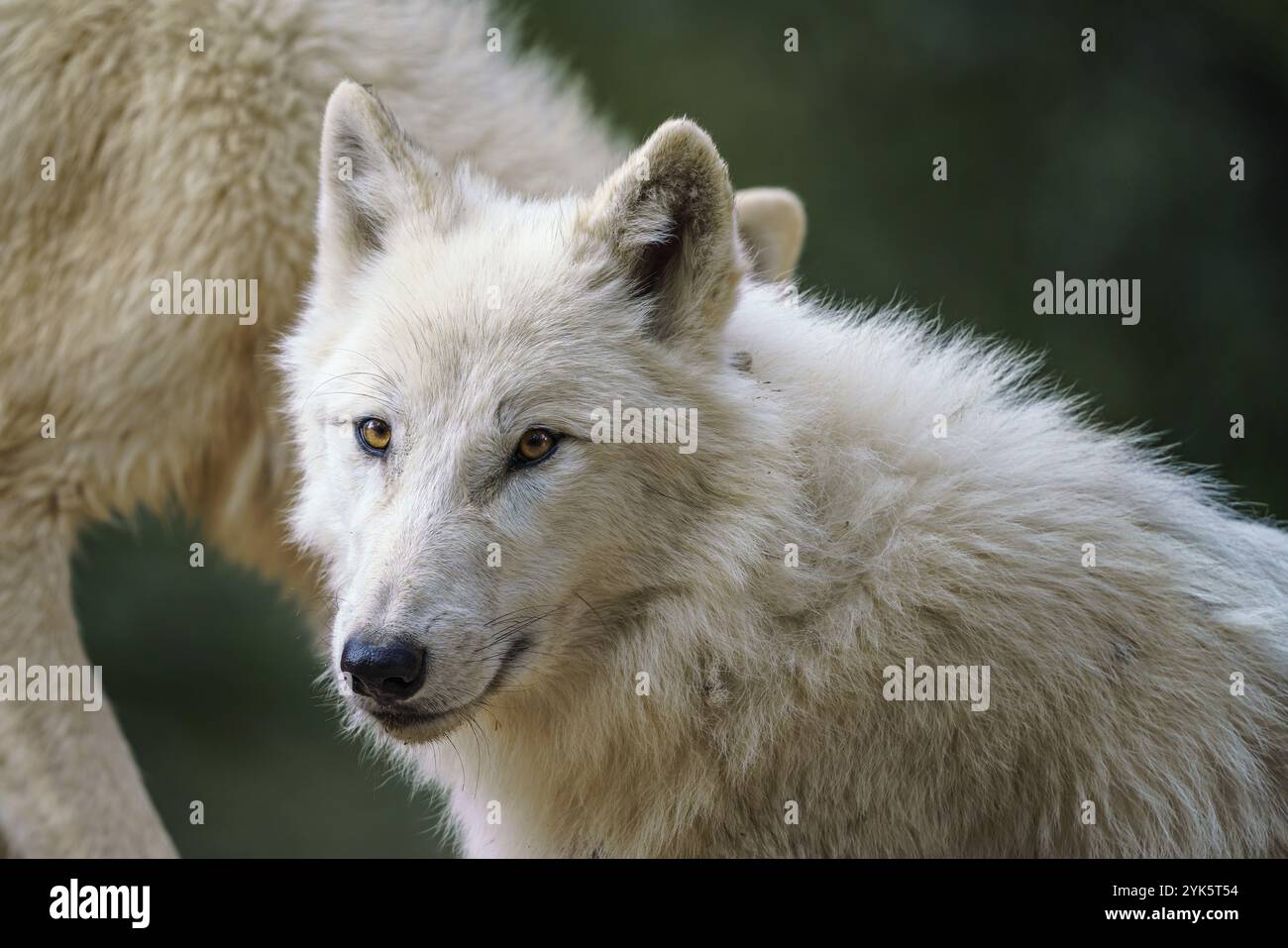 Arctic wolf (Canis lupus arctos), also known as the white wolf or polar ...