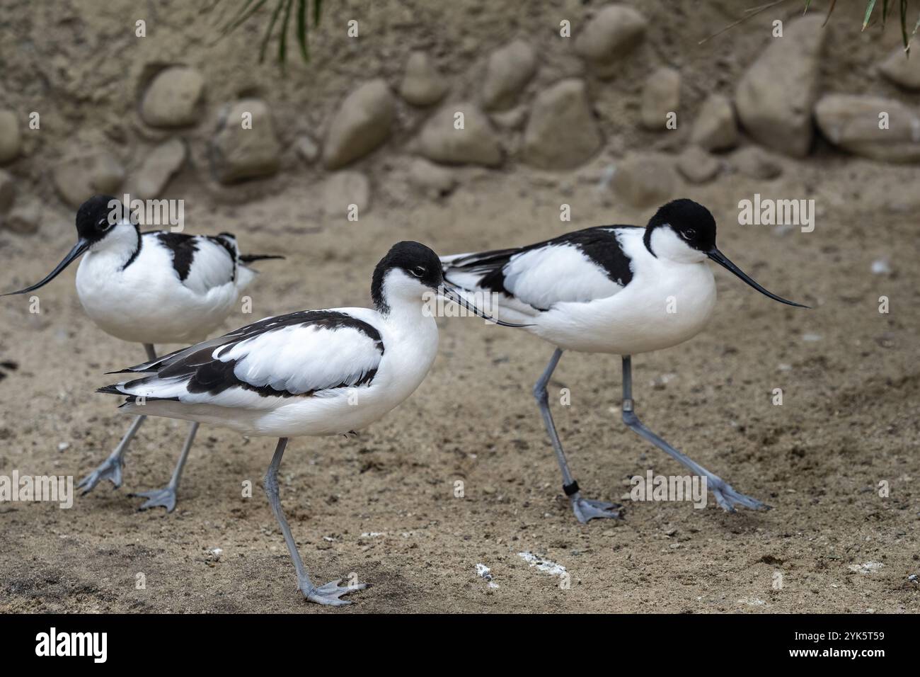 Flock of Pied avocets, black and white wader bird (Recurvirostra ...