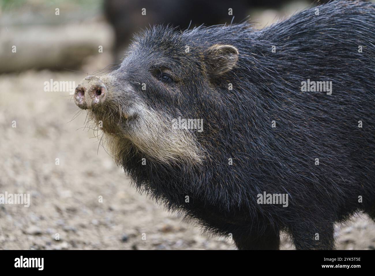Chacoan peccary (Catagonus wagneri), also known as the tagua Stock ...