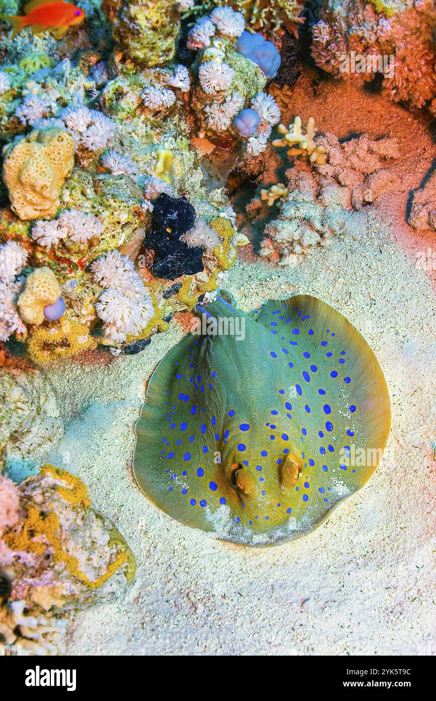 Blue Spotted Ribbontail Ray, Taeniura lymma, Coral Reef, Red Sea, Egypt ...