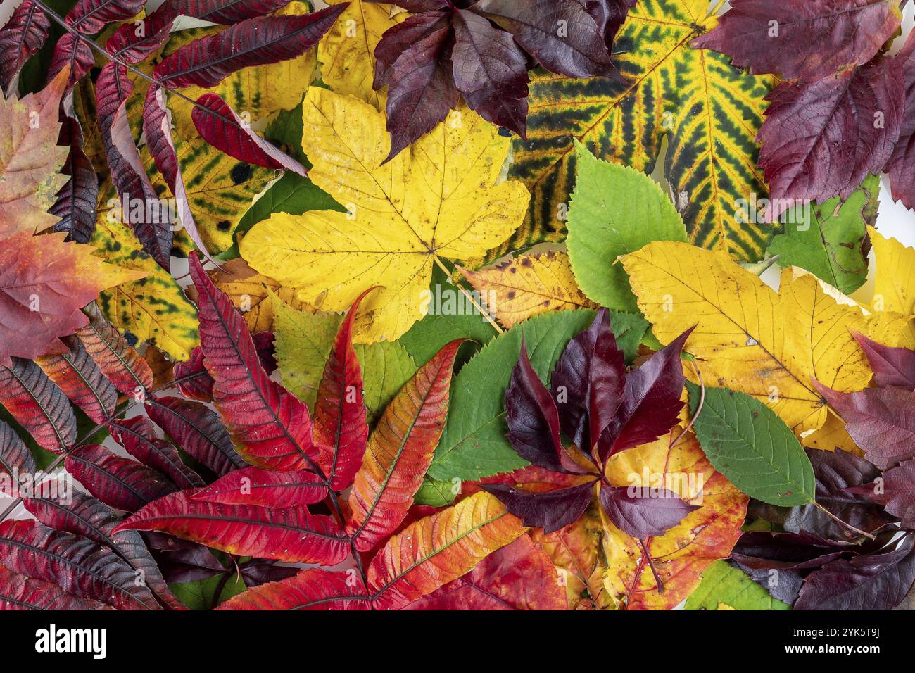 Beautiful autumn leaves hi-res stock photography and images - Alamy