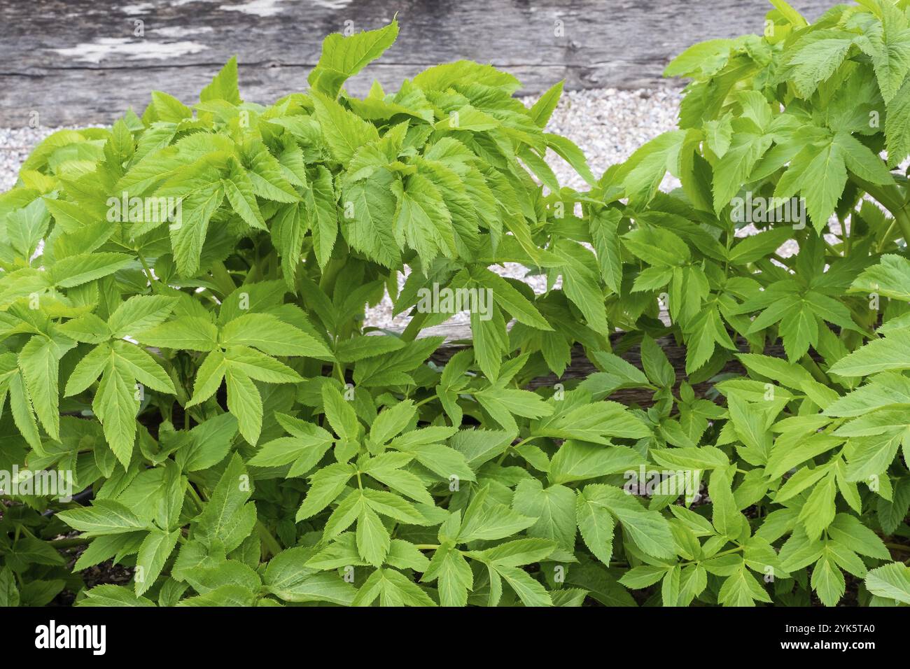 Spring Leaves of Angelica archangelica plant. Medicinal plant Stock ...