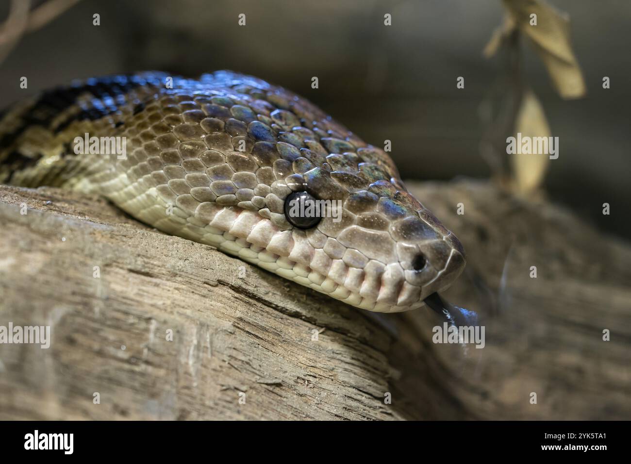 Cuban boa, Epicrates angulifer, this snake is threatened with ...
