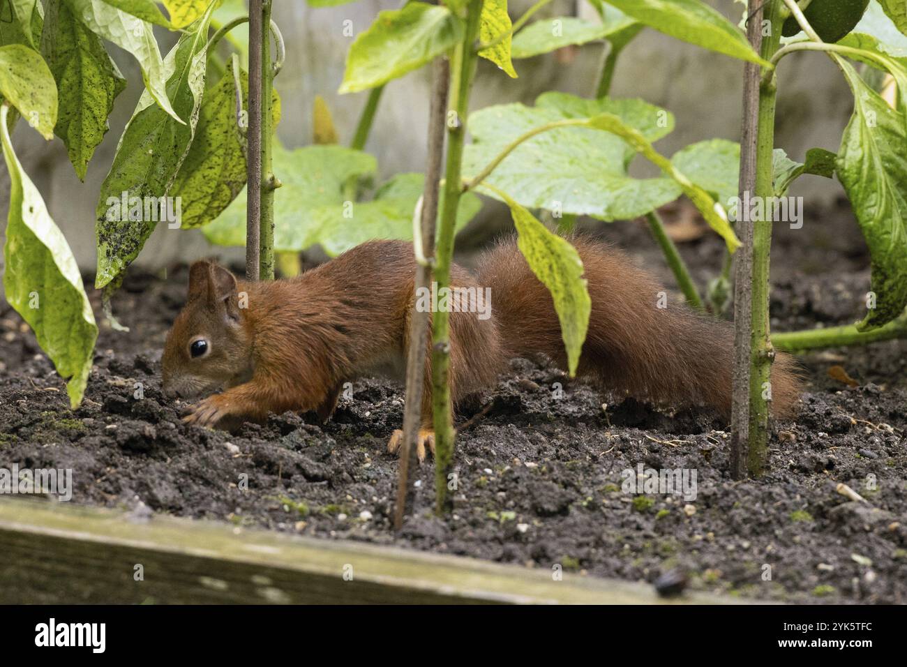 Squirrel standing on the ground between green plants looking left Stock ...