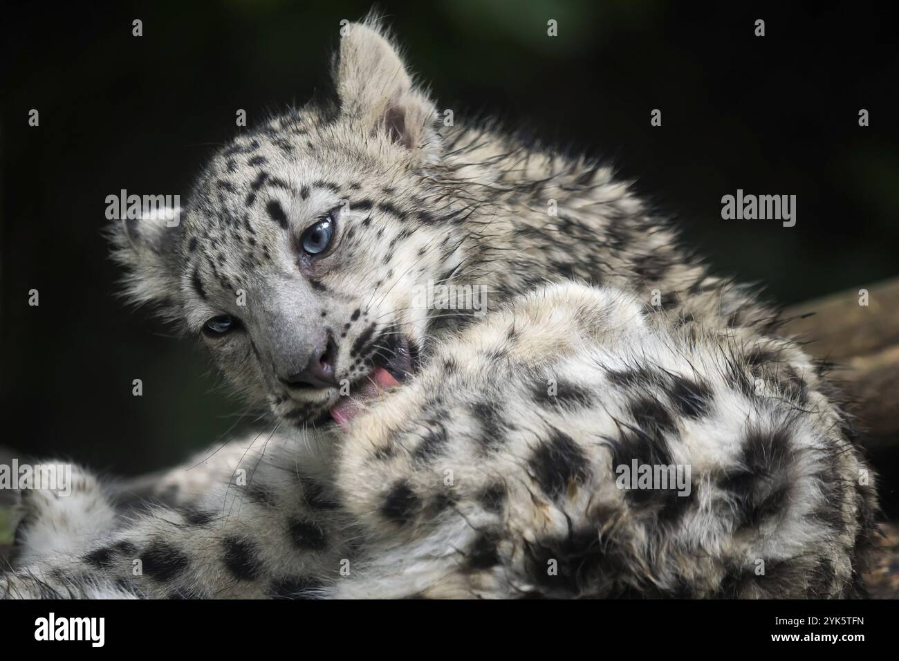 Baby snow leopard (Panthera uncia) . Young snow leopard licks its fur ...