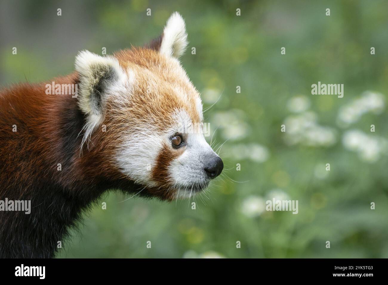 Red panda (Ailurus fulgens) on the tree. Cute panda bear in forest ...