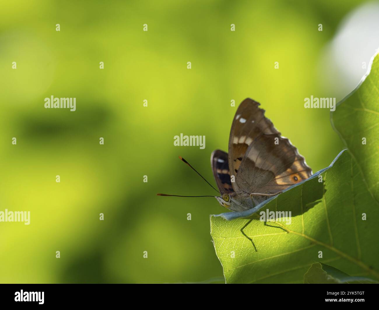 Lesser purple emperor (Apatura ilia), sitting on a leaf, Germany ...