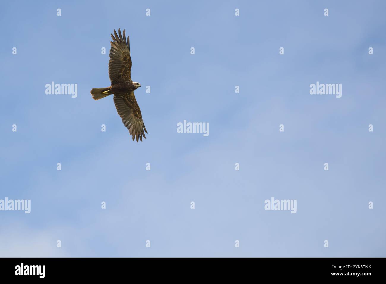 Marsh harrier (Circus aeruginosus), flying female, Langeoog Island ...