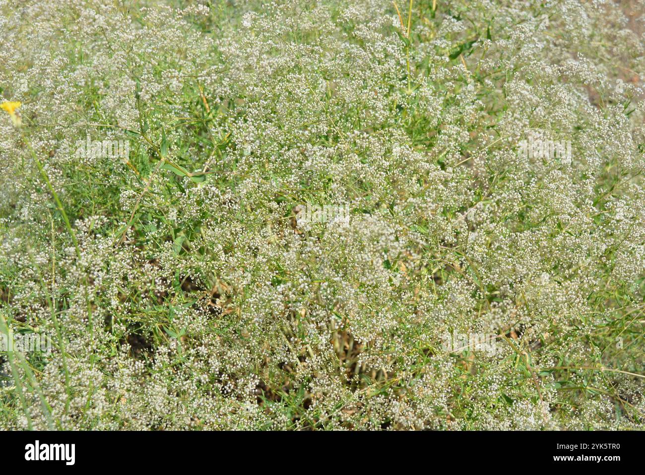 Nature, meadows, dry plants, bushes and fields, golden dry weeds - mown ...
