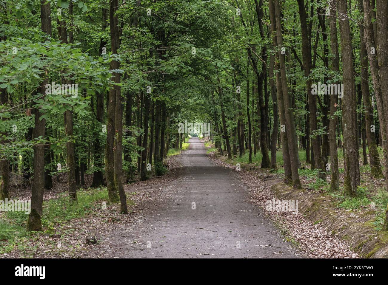 Foot path in the forest hi-res stock photography and images - Alamy