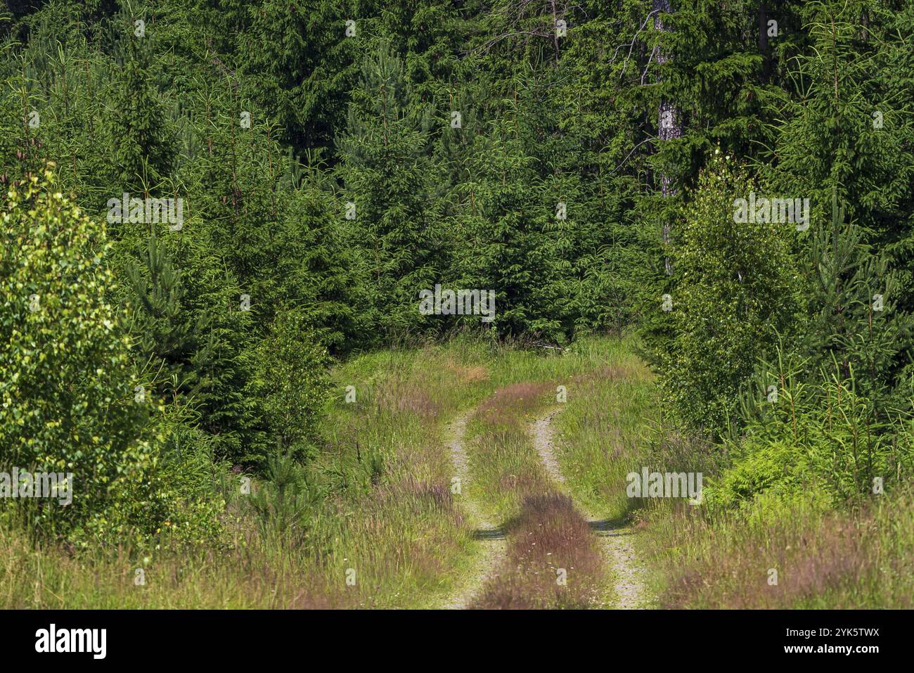 Footpaths and hiking trails hi-res stock photography and images - Alamy